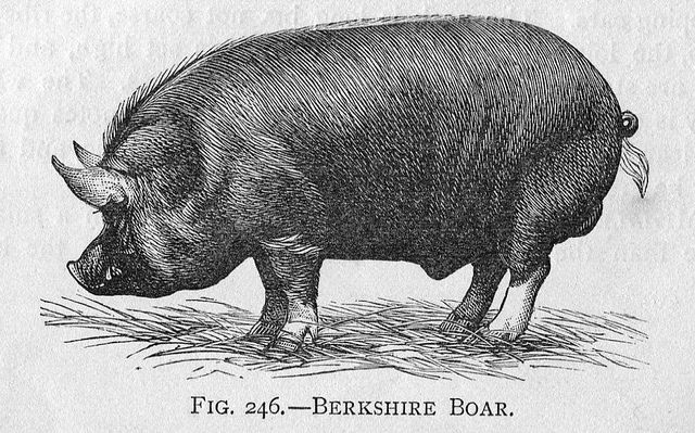 Praise the Lard! – Corva Bella Farm