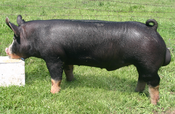 Praise the Lard! – Corva Bella Farm